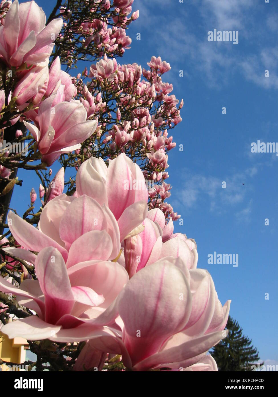 Heavenward hi-res stock photography and images - Alamy