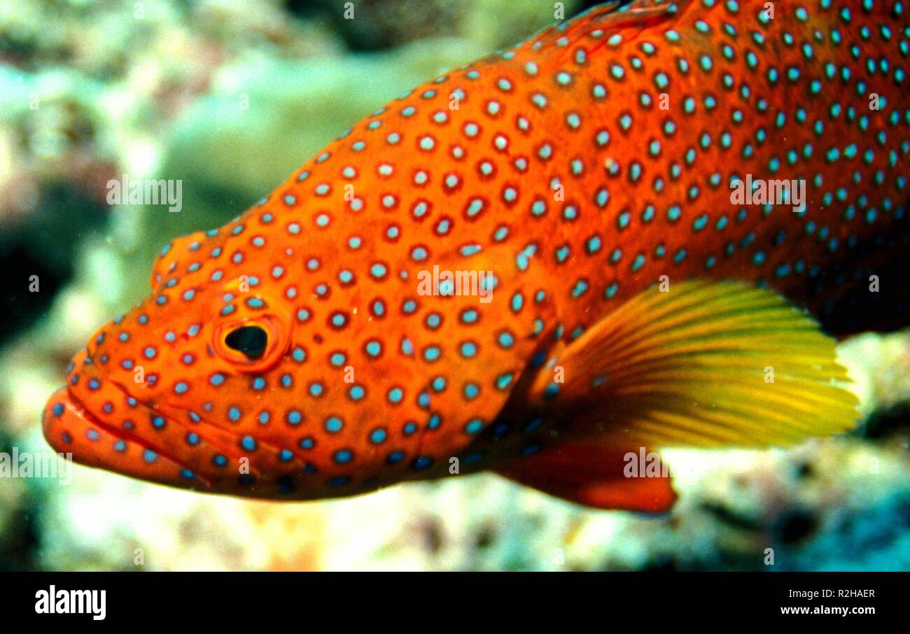 Red jewel fish hi-res stock photography and images - Alamy