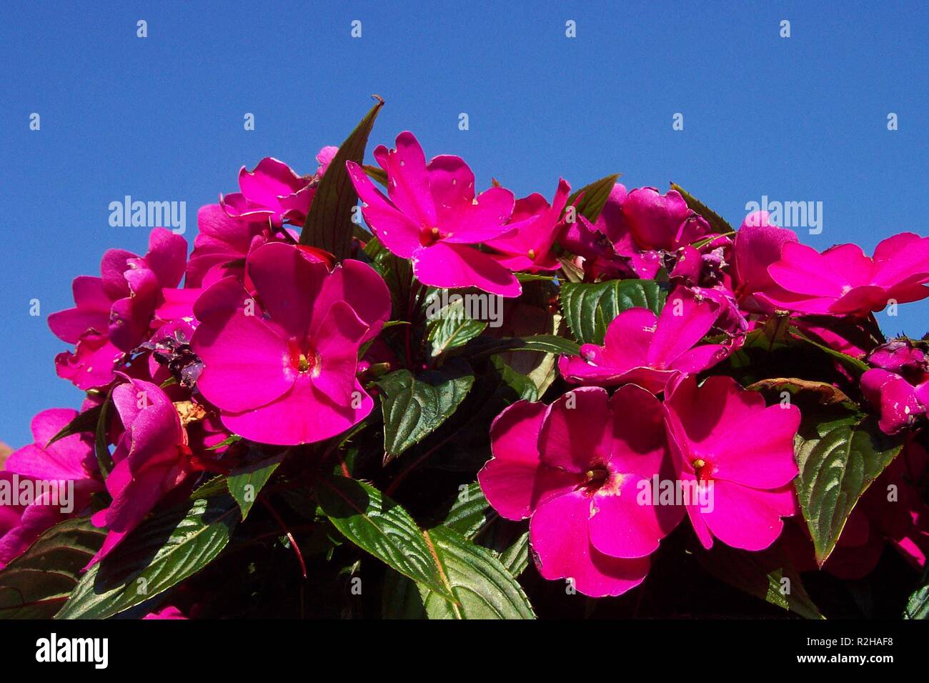 Busy fleissiges lieschen hi-res stock photography and images - Alamy