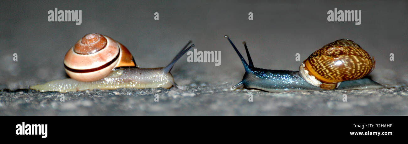 Lightning snail hi-res stock photography and images - Alamy