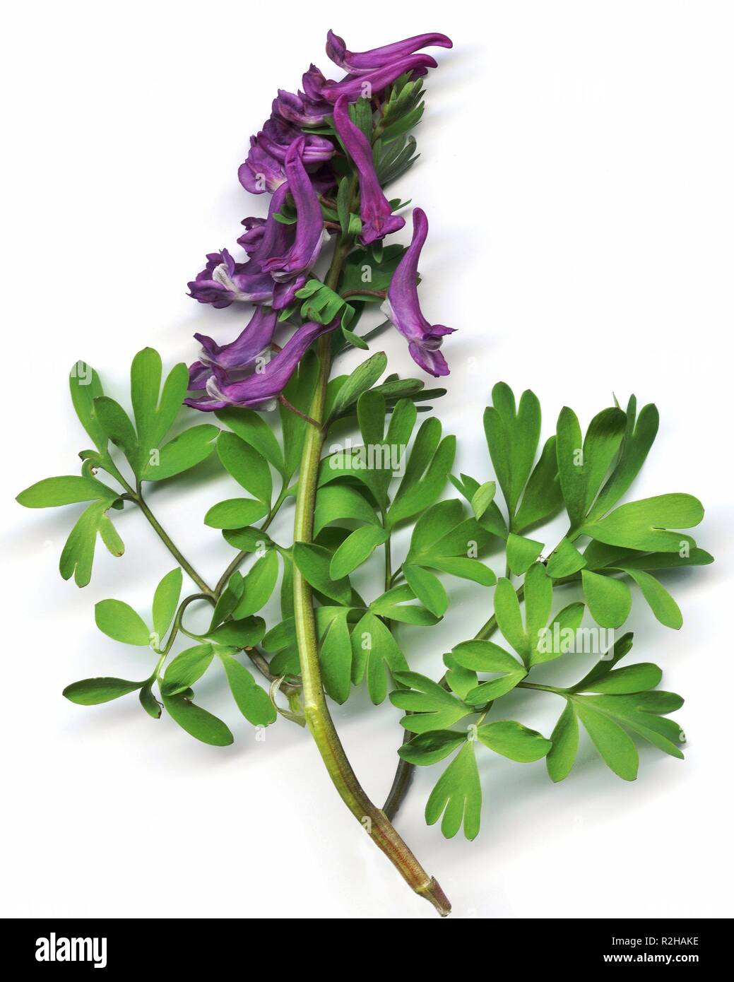 Corydalis flower Cut Out Stock Images & Pictures - Alamy