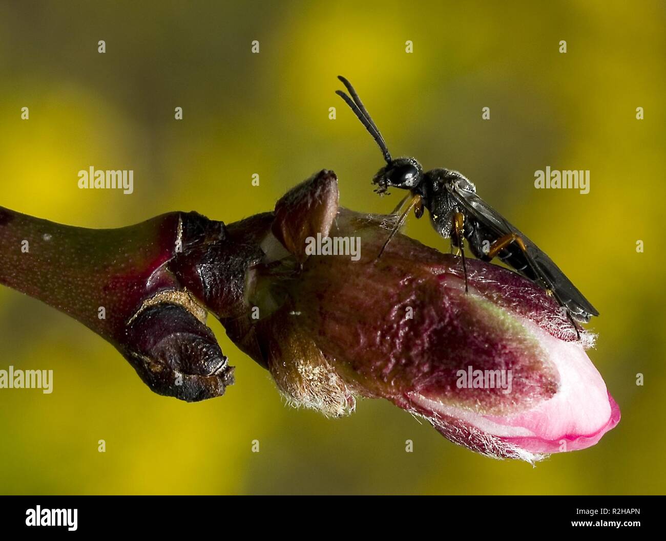 peach flower bud with wasp Stock Photo - Alamy