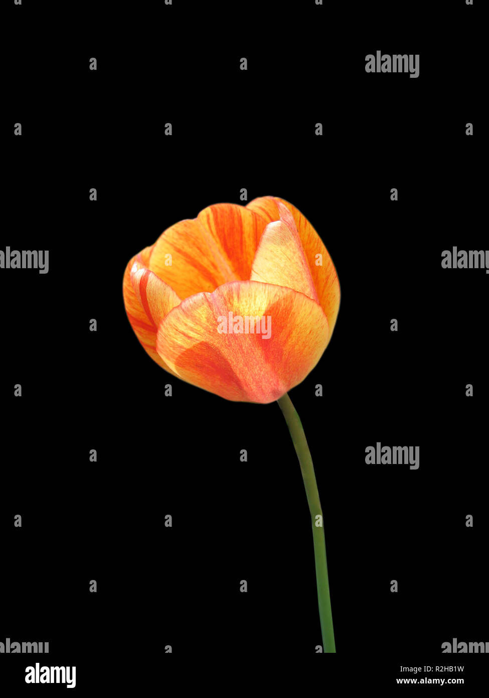 3 tulip flowers hi-res stock photography and images - Alamy
