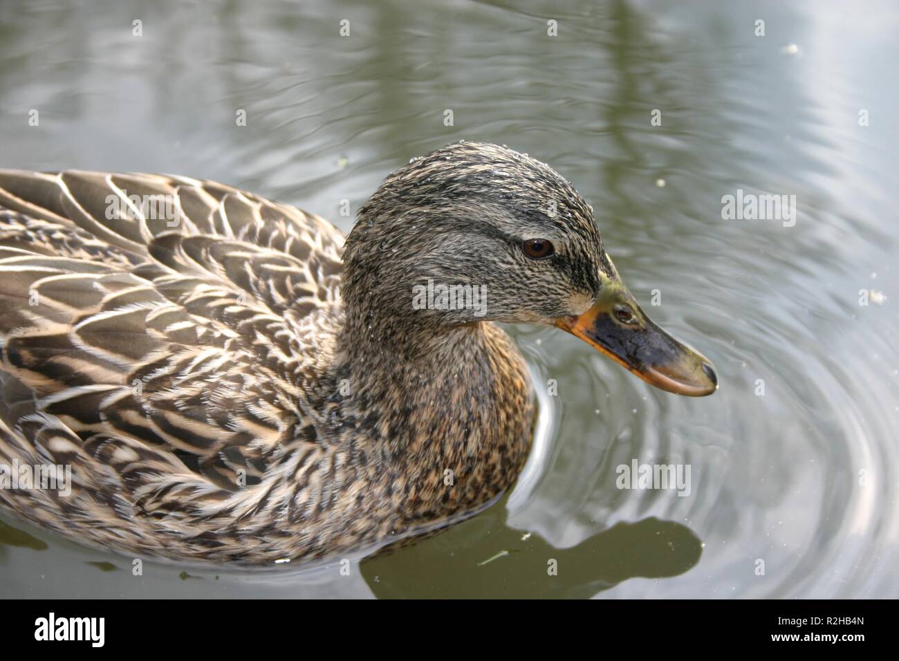 Duck down quilt hi-res stock photography and images - Alamy