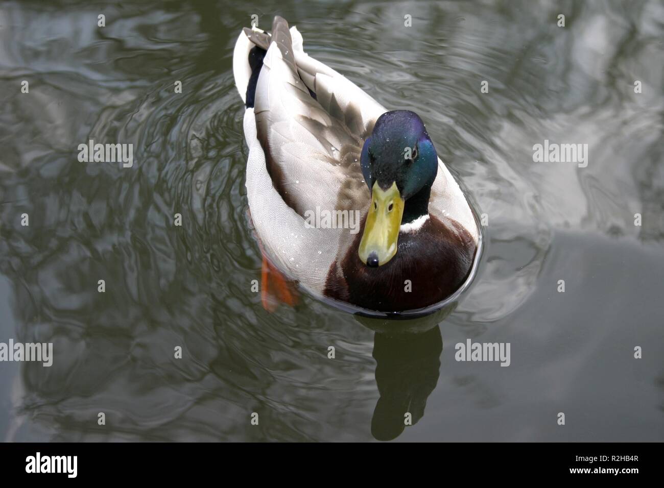 Entenportrait hi-res stock photography and images - Alamy