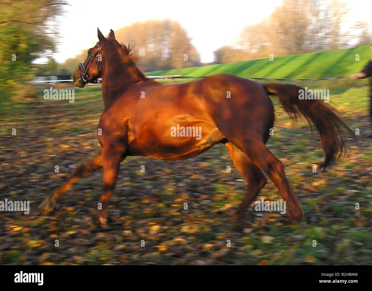 Ghost horse hi-res stock photography and images - Alamy