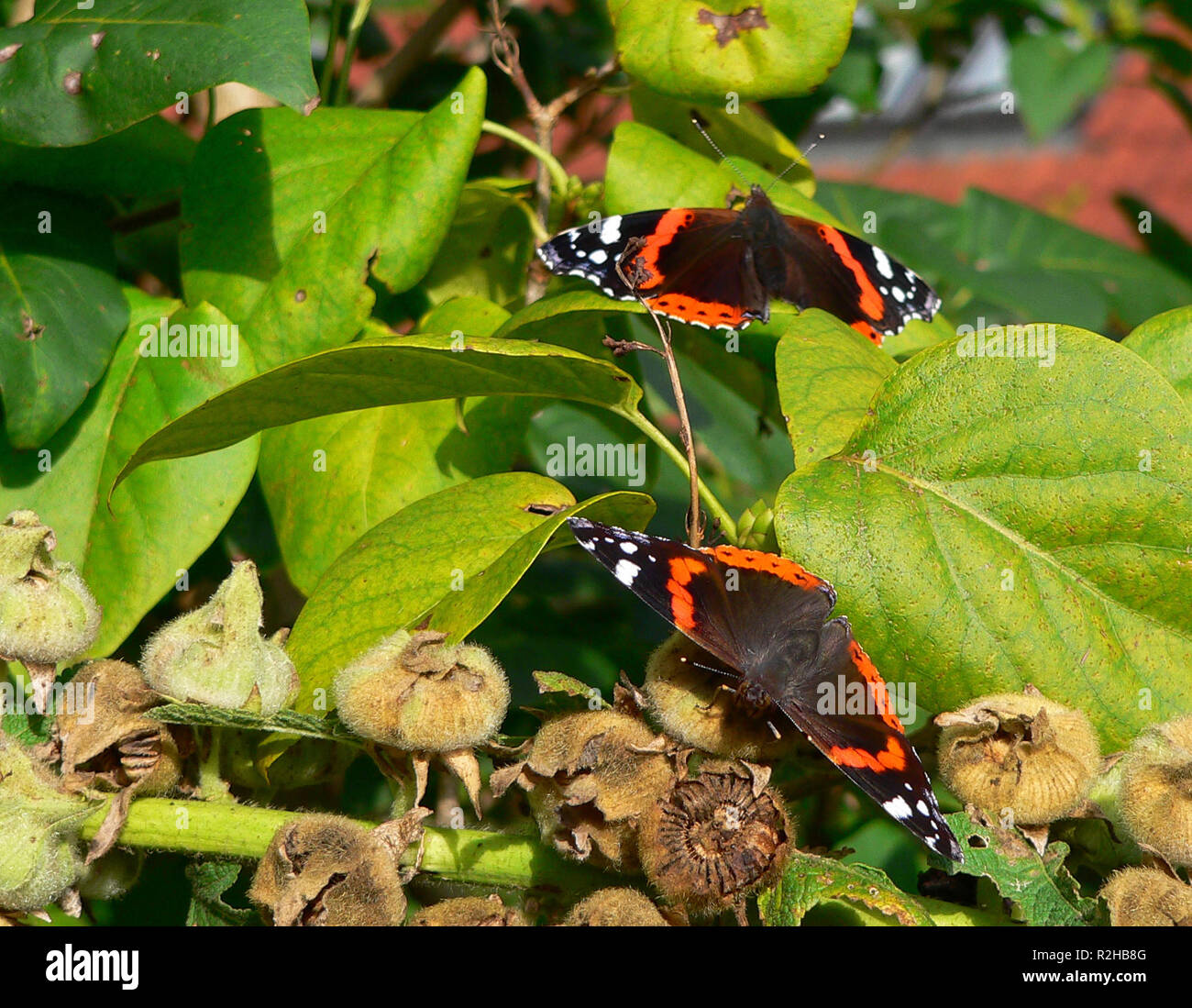 Doppelganger image hi-res stock photography and images - Alamy