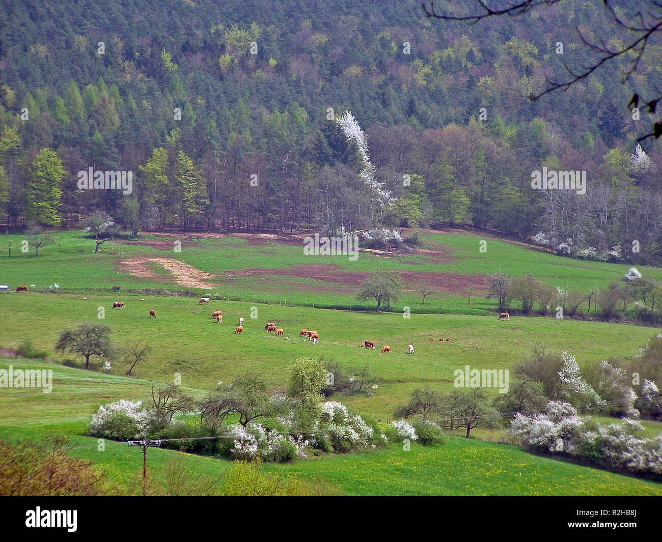 finally back in nature Stock Photo - Alamy
