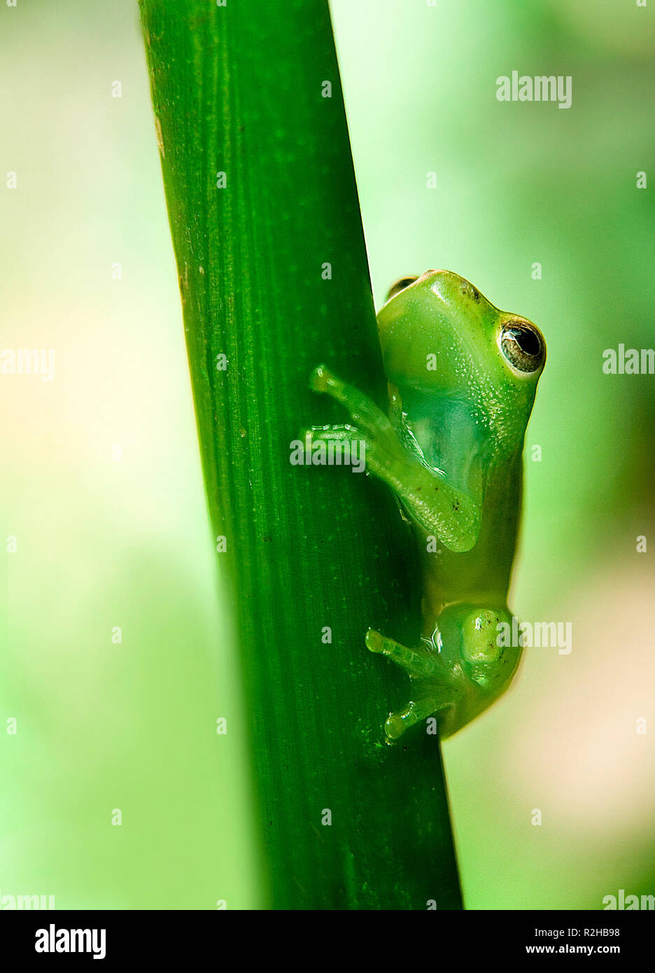 glass frog 1 Stock Photo - Alamy