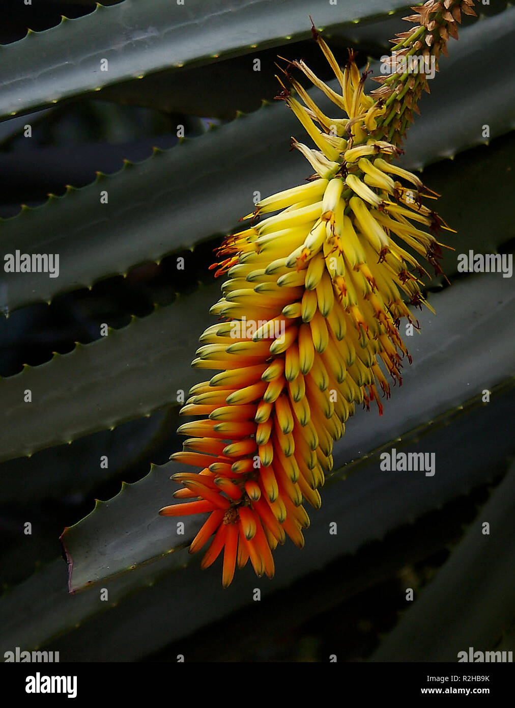 aloe - bloom Stock Photo - Alamy
