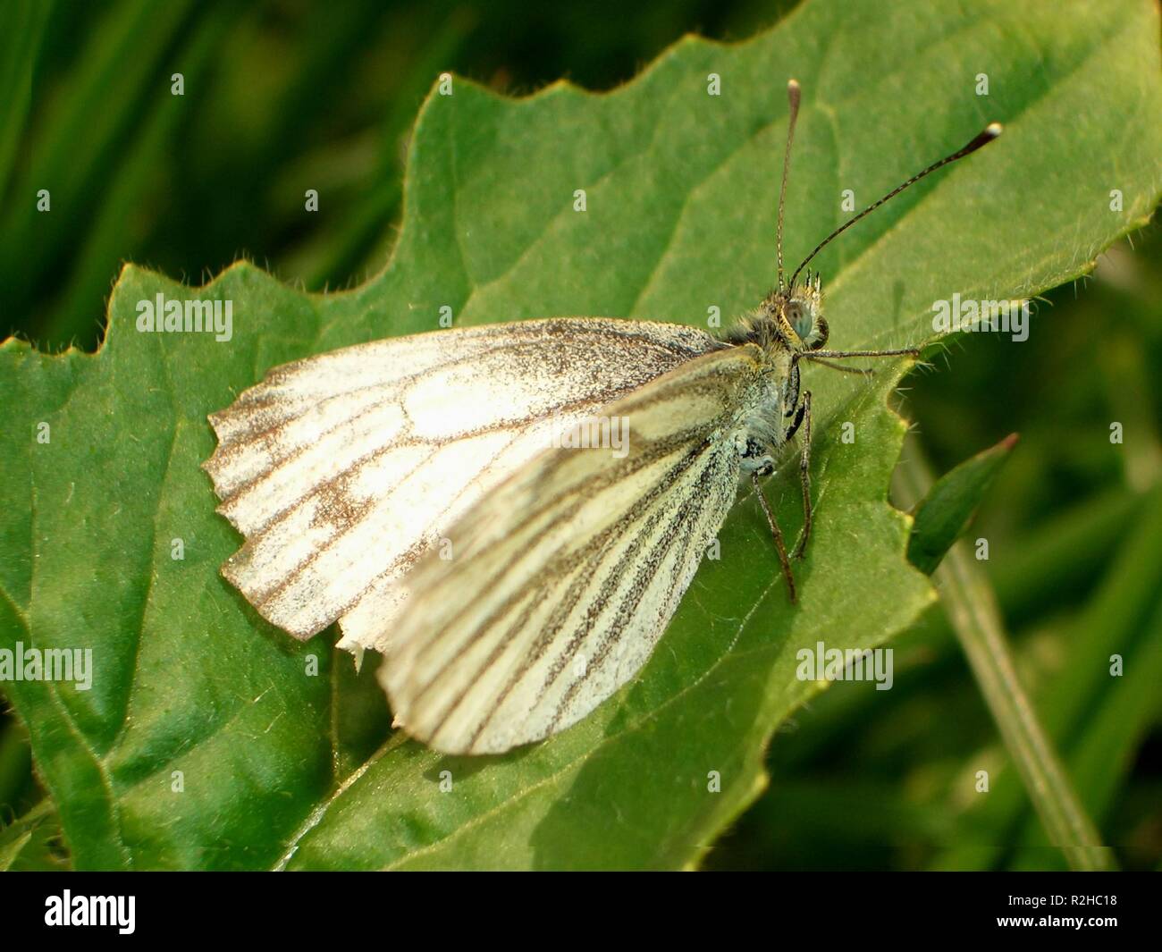 Moth fly hi-res stock photography and images - Alamy