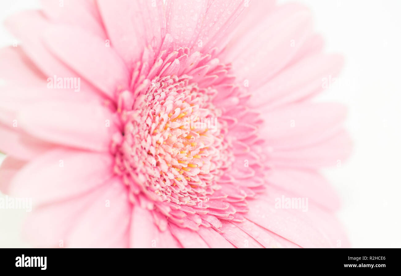 Flourish again hi-res stock photography and images - Alamy