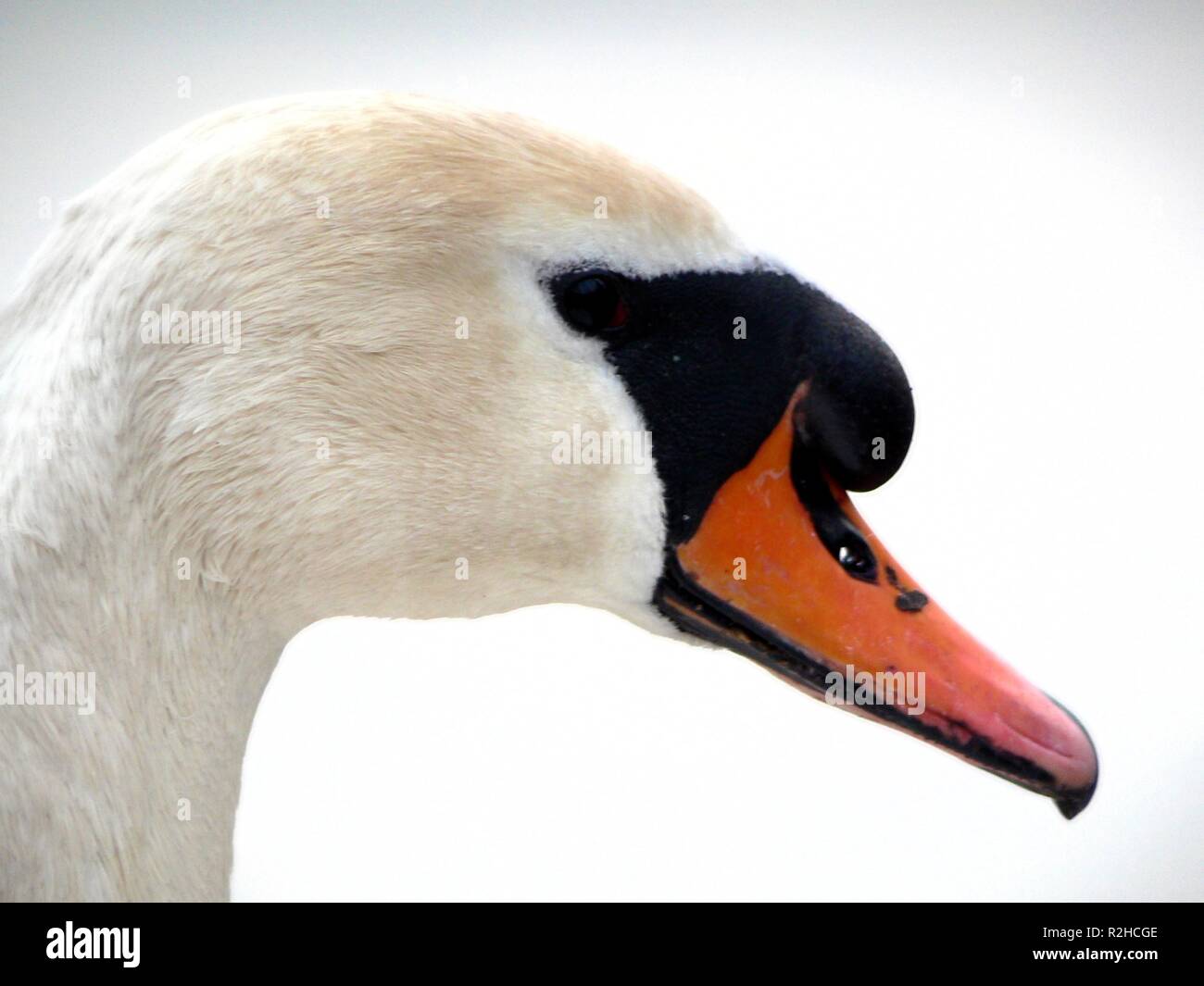 Ha ckerschwan hi-res stock photography and images - Alamy