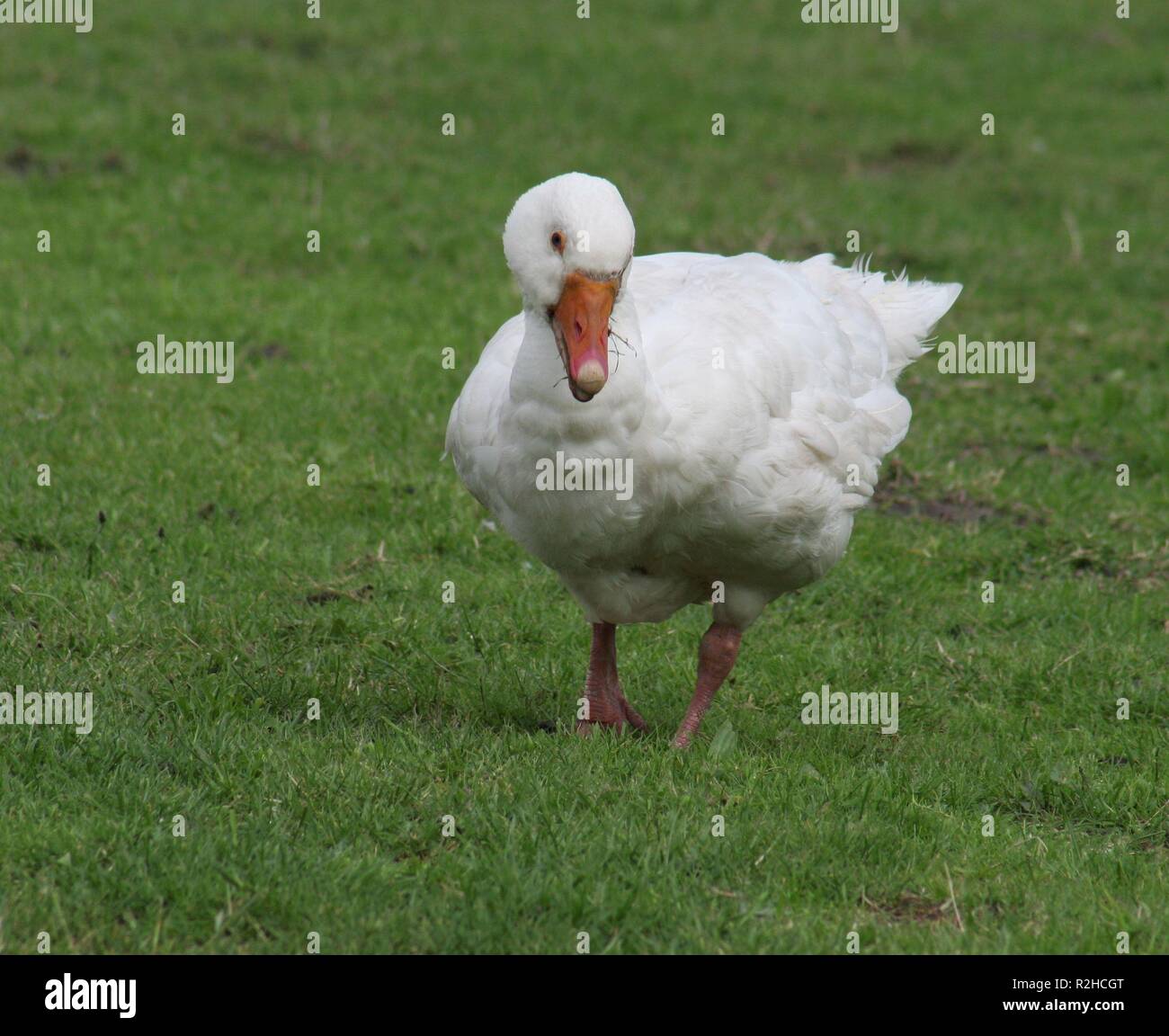 the mother goose Stock Photo - Alamy