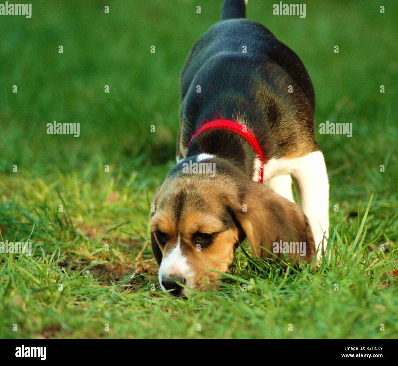 Snuffles hi-res stock photography and images - Alamy