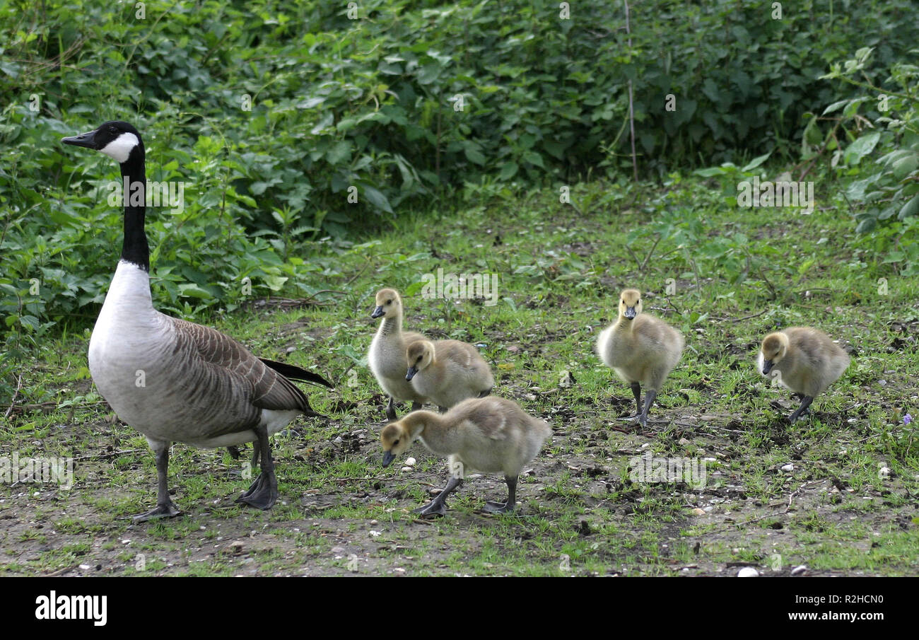 in single file Stock Photo - Alamy