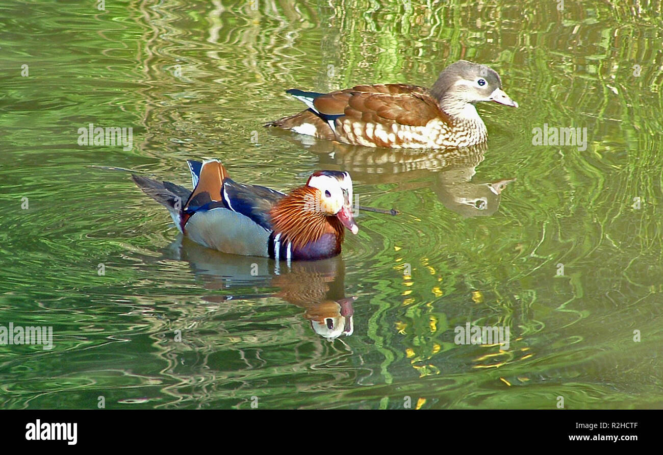 Entenpaar hi-res stock photography and images - Alamy