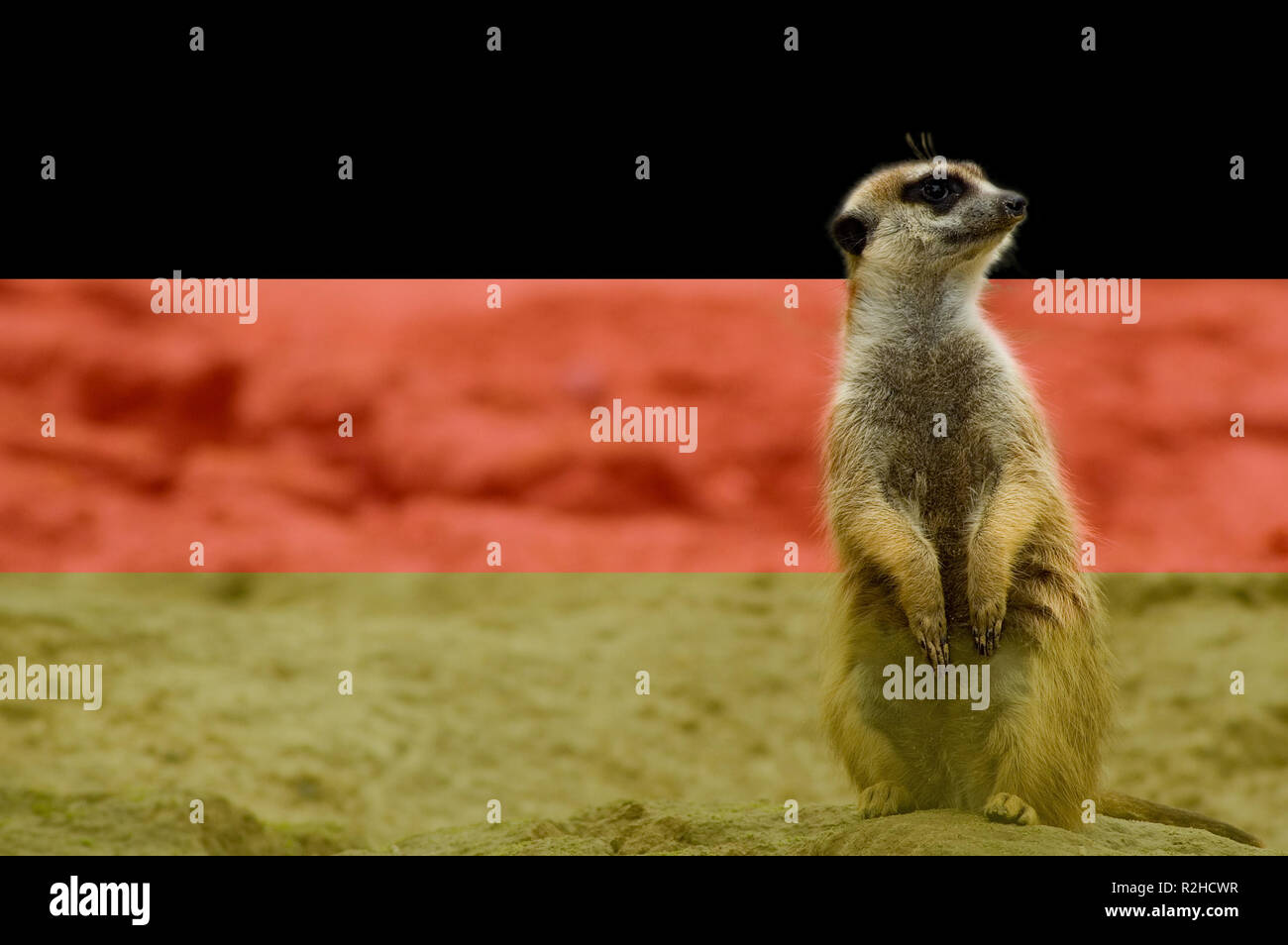 Baffled animal hi-res stock photography and images - Alamy