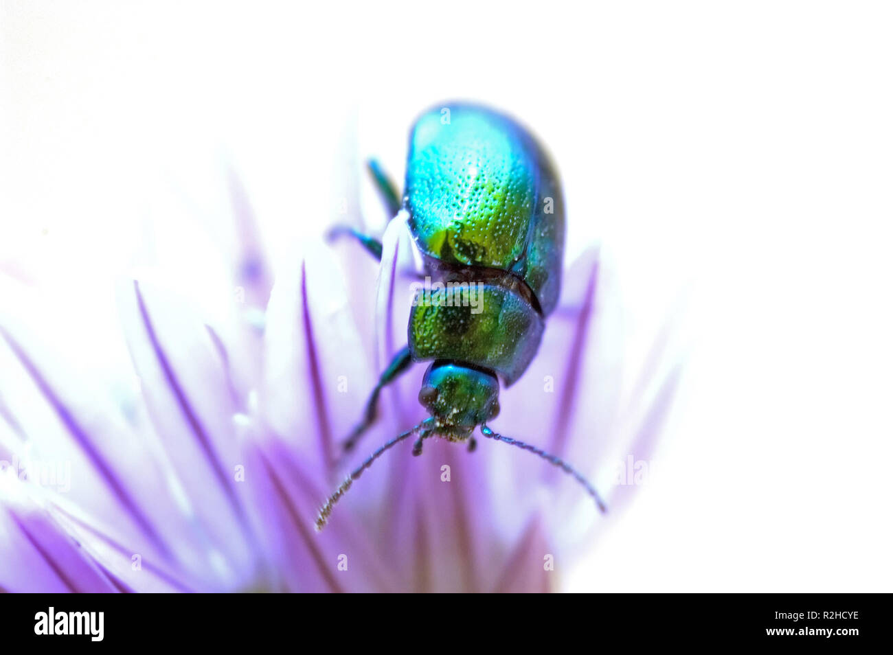 Cricket beetle hi-res stock photography and images - Alamy