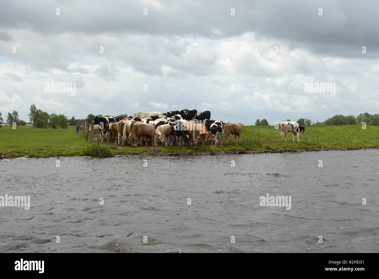 5 cows hi-res stock photography and images - Alamy