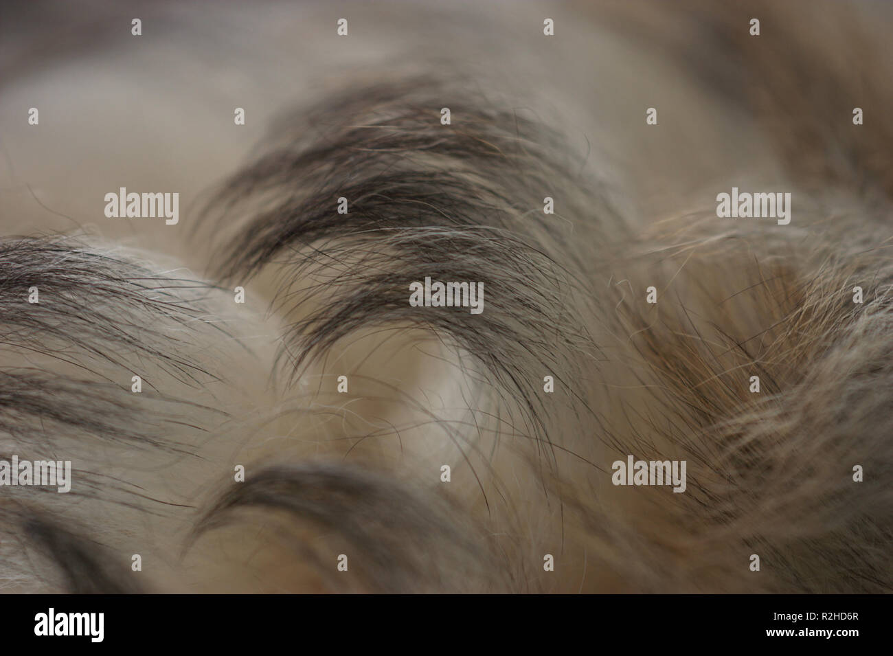 Shock dog hi-res stock photography and images - Alamy