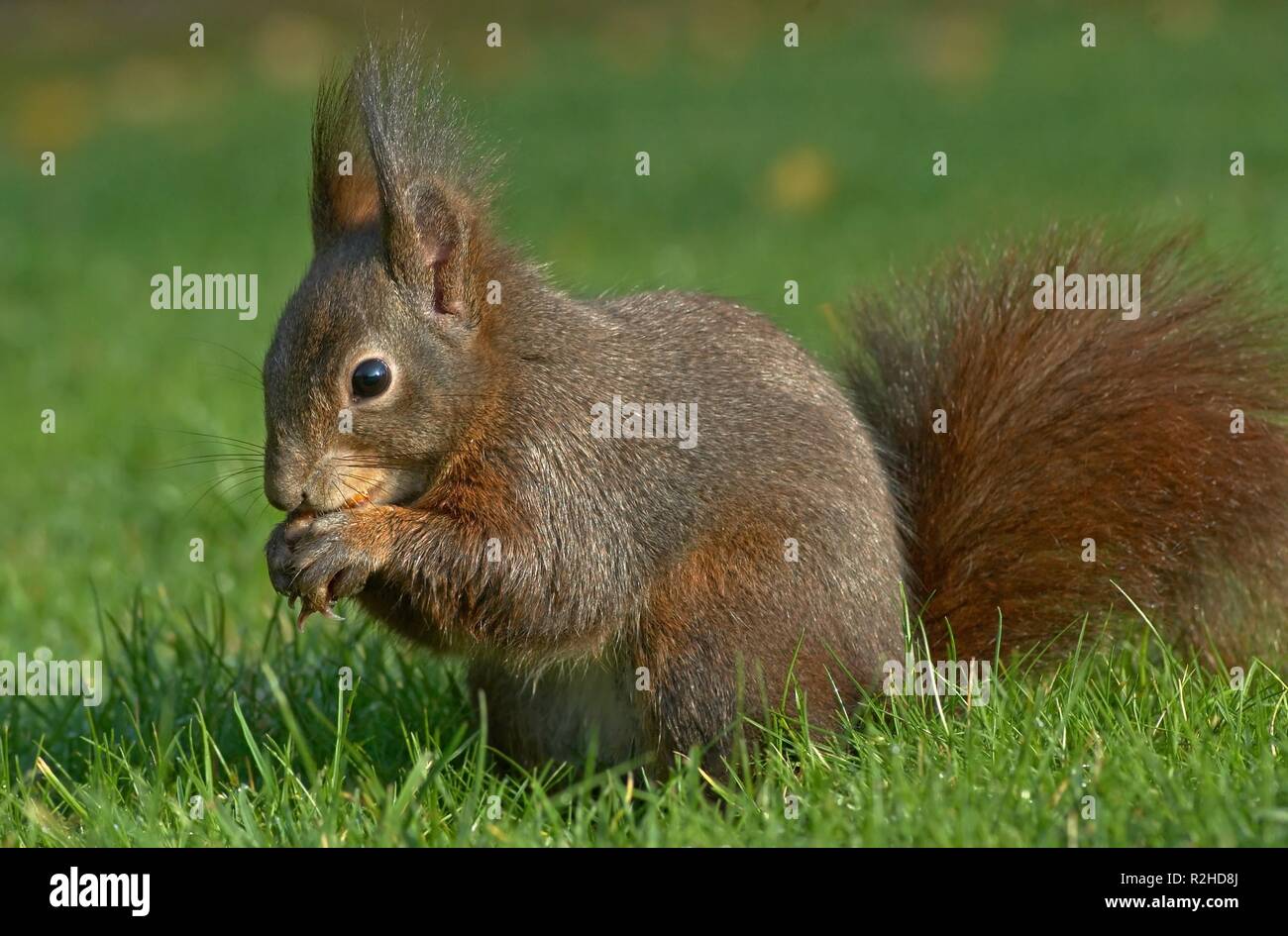 squirrel in the grass Stock Photo - Alamy