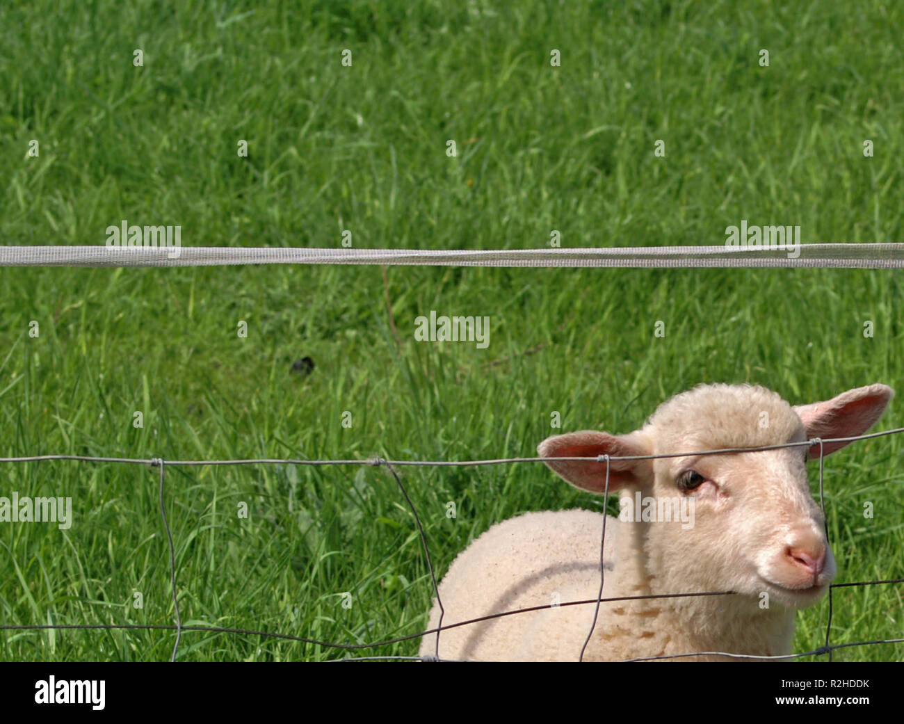Lamb peeking hi-res stock photography and images - Alamy