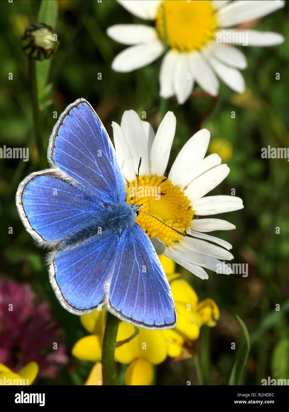 adonis blue 2 Stock Photo - Alamy