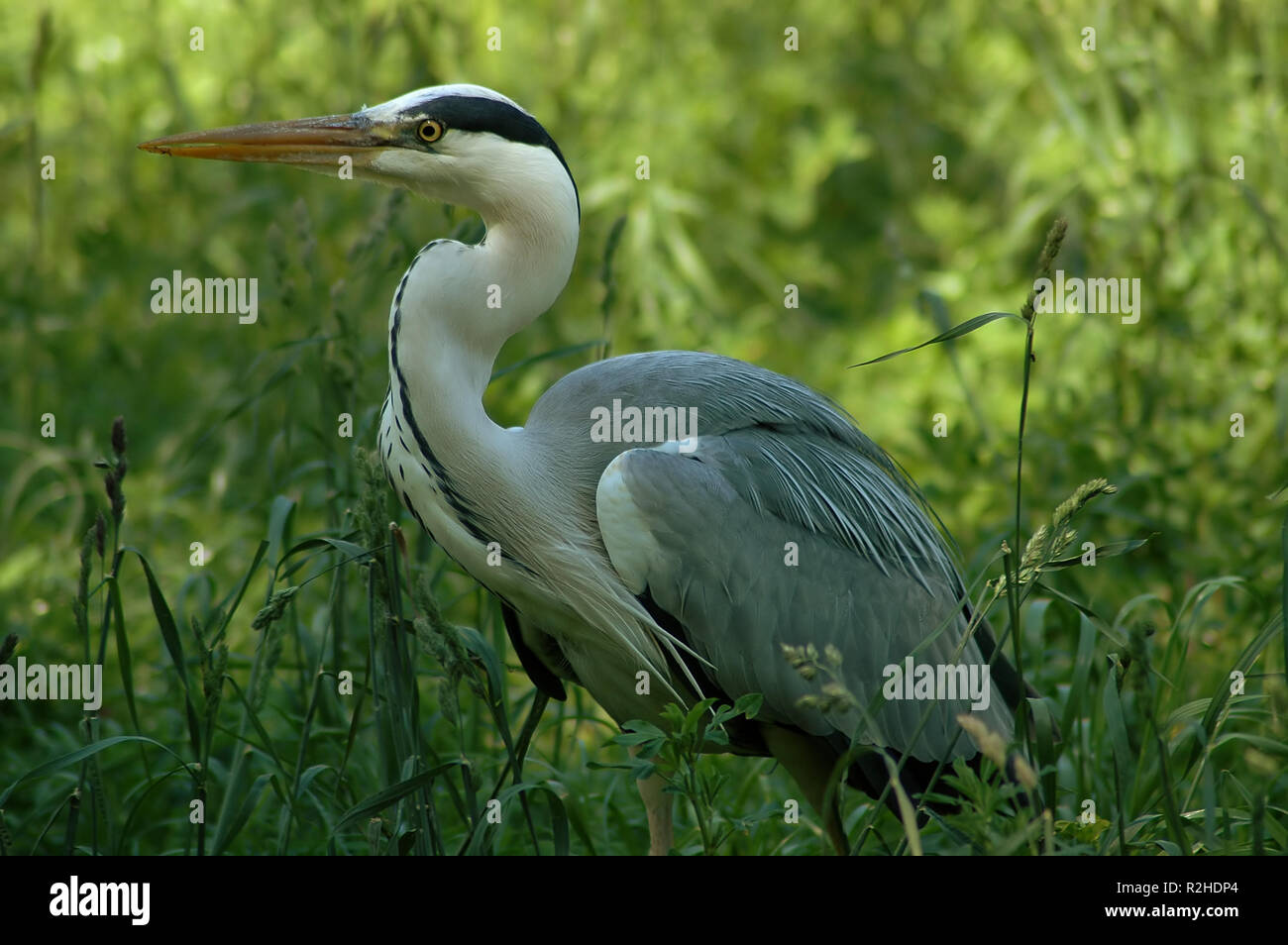 on the prowl Stock Photo - Alamy
