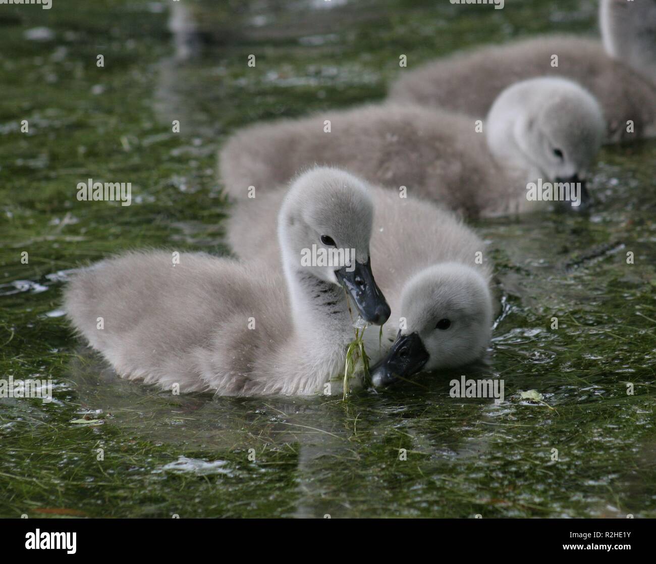 Cygnet fish hi-res stock photography and images - Alamy