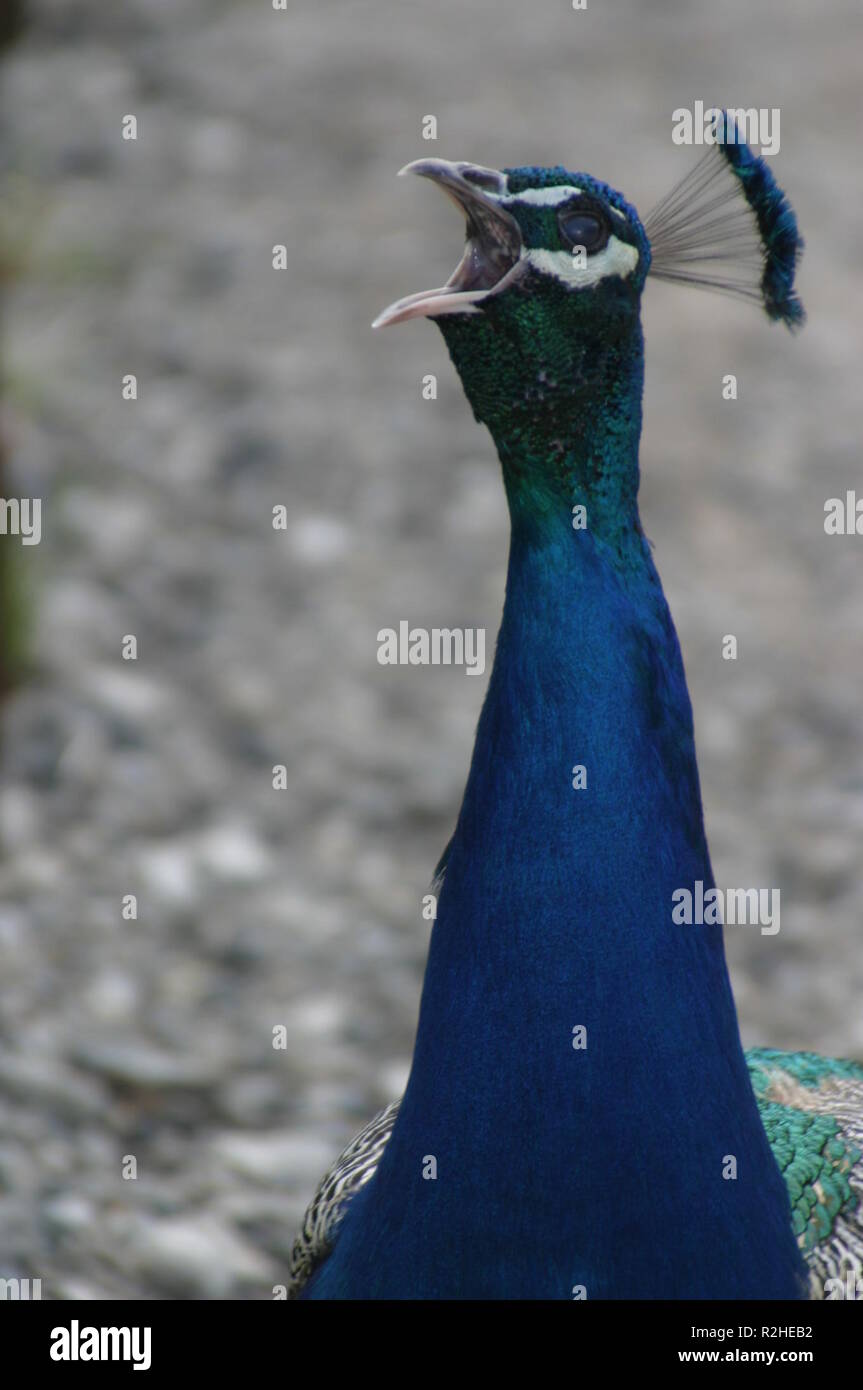 Captain peacock hi-res stock photography and images - Alamy