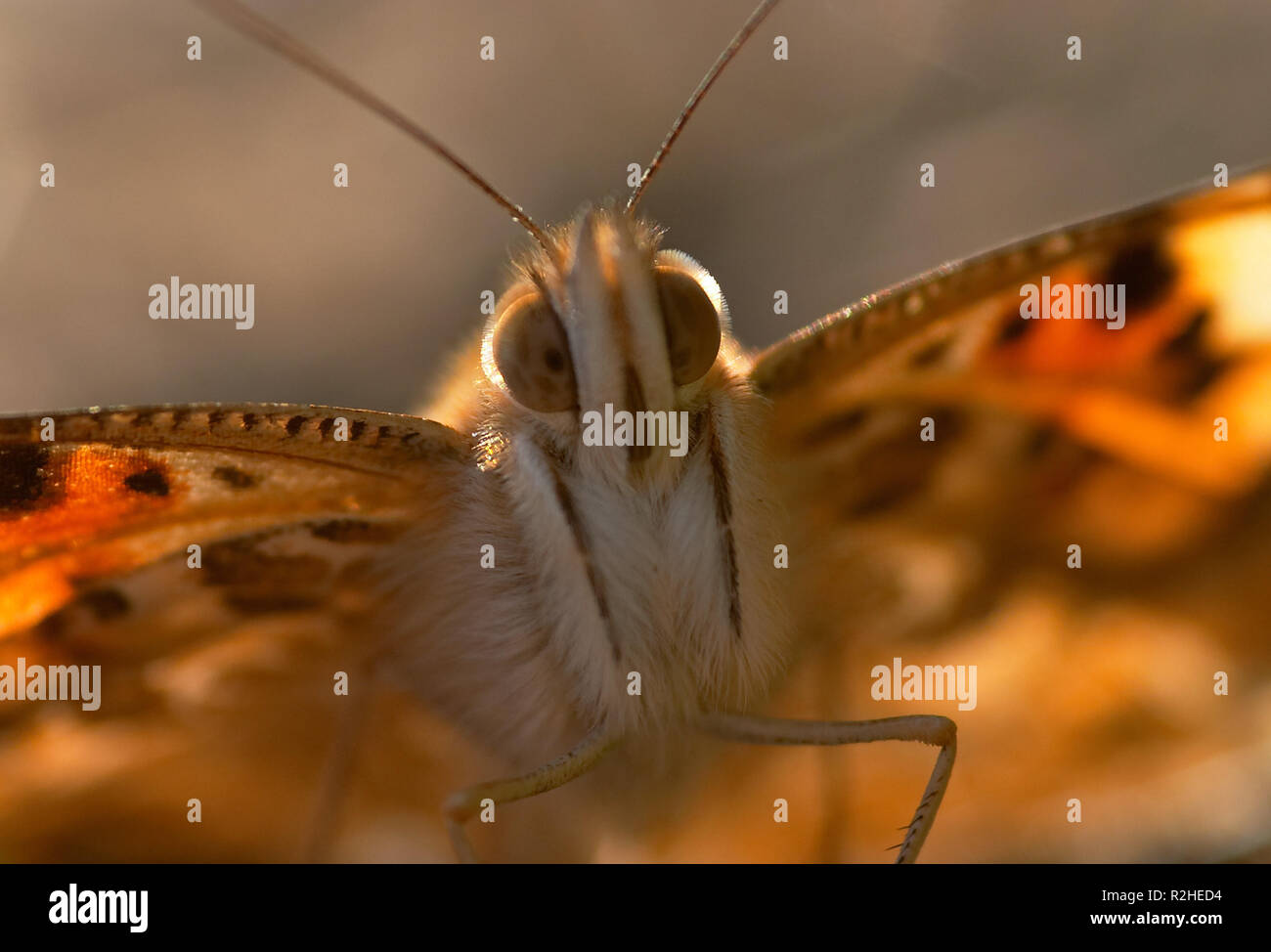 painted lady in evening backlight Stock Photo - Alamy