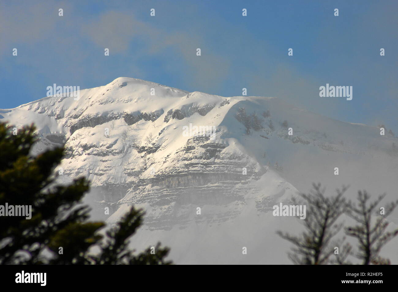 Tree cold blank european hi-res stock photography and images - Alamy