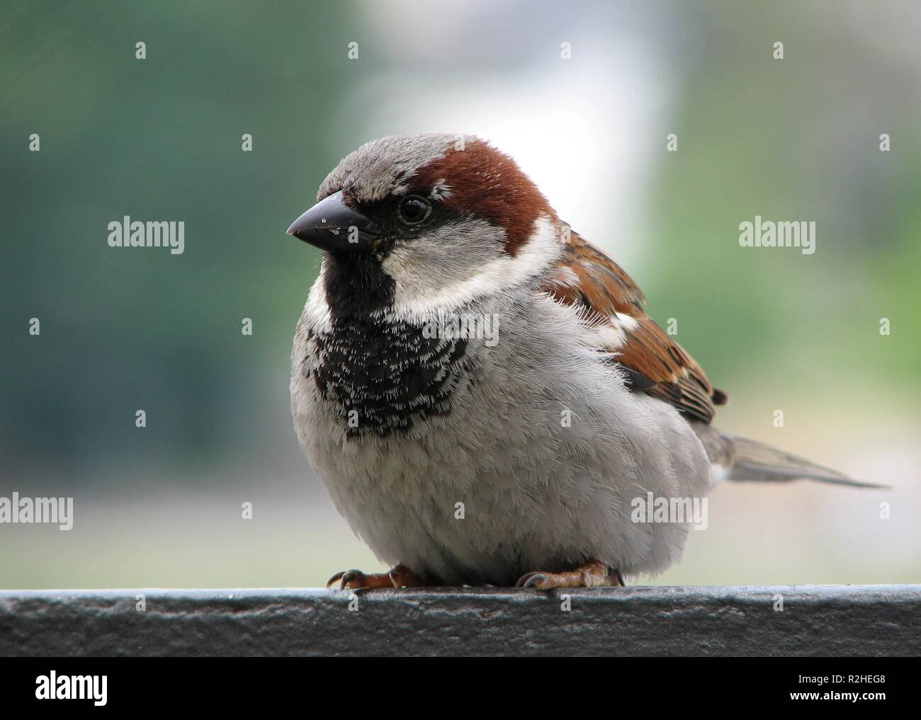 sparrow portrait 2 Stock Photo - Alamy