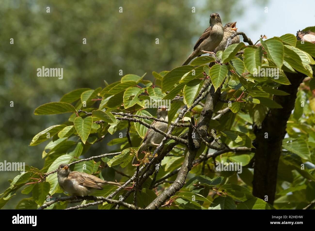 sparrow children (1 Stock Photo - Alamy