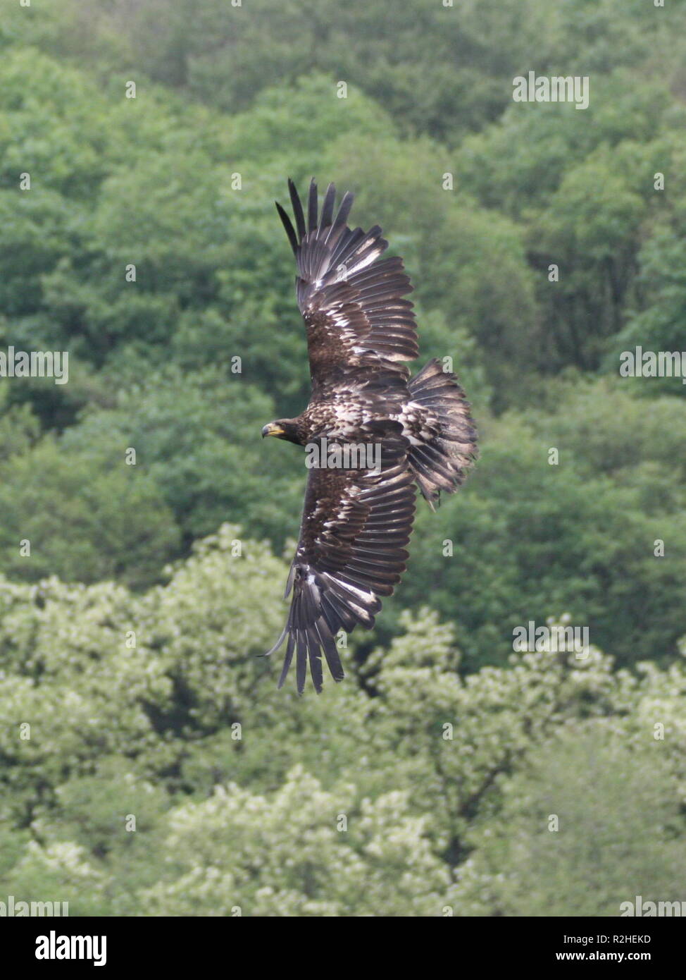 young osprey in flight Stock Photo - Alamy