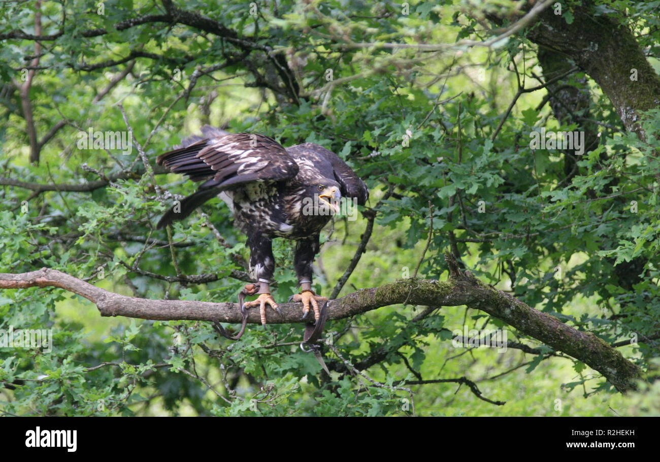young fish eagle Stock Photo - Alamy