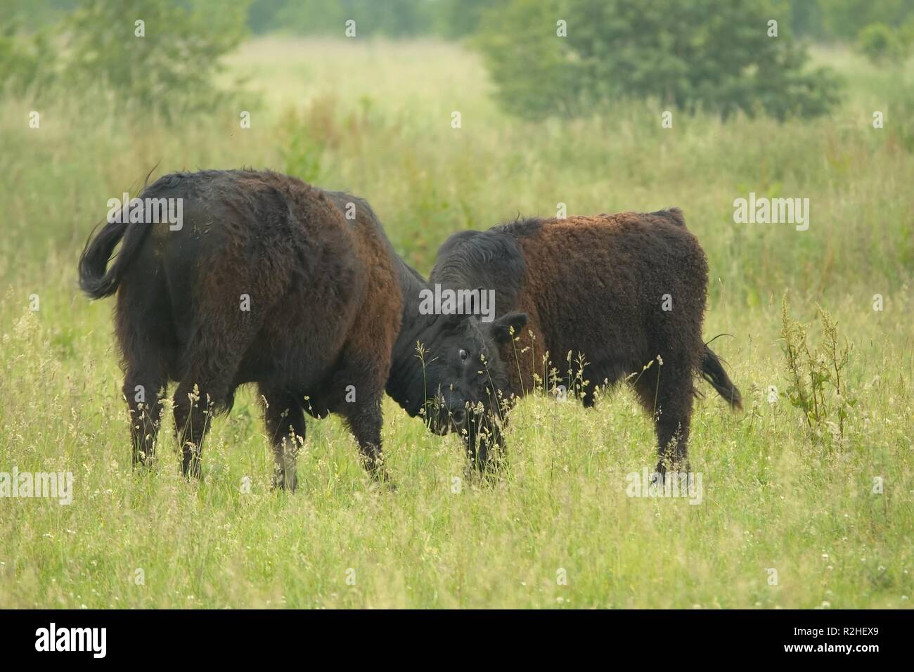Bullheads High Resolution Stock Photography and Images - Alamy