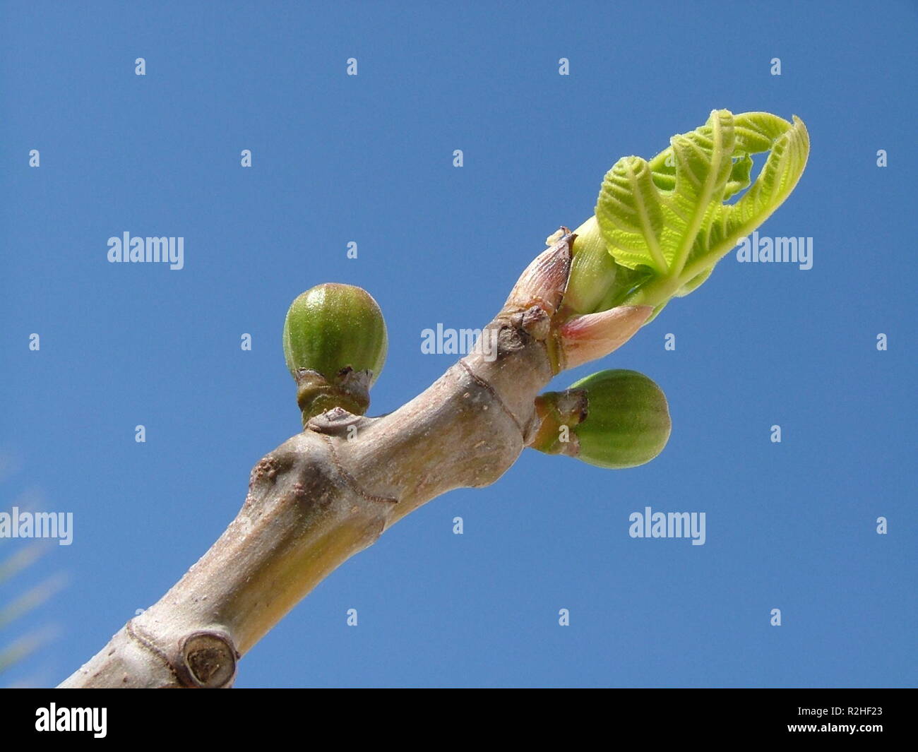 Reife feigen hi-res stock photography and images - Alamy