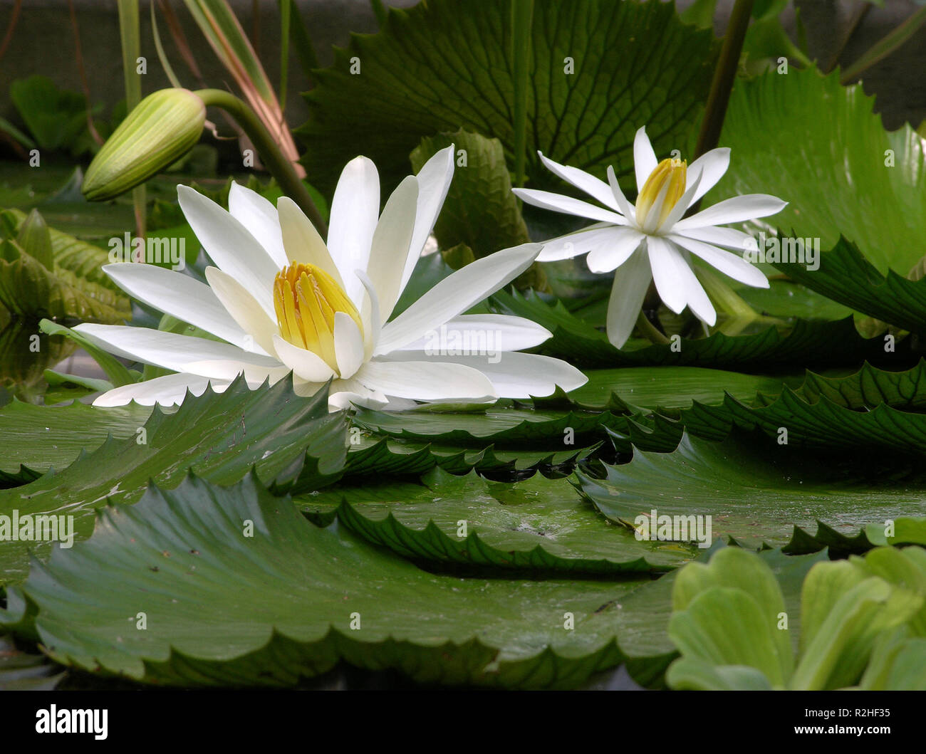 Heaven lotus hi-res stock photography and images - Alamy