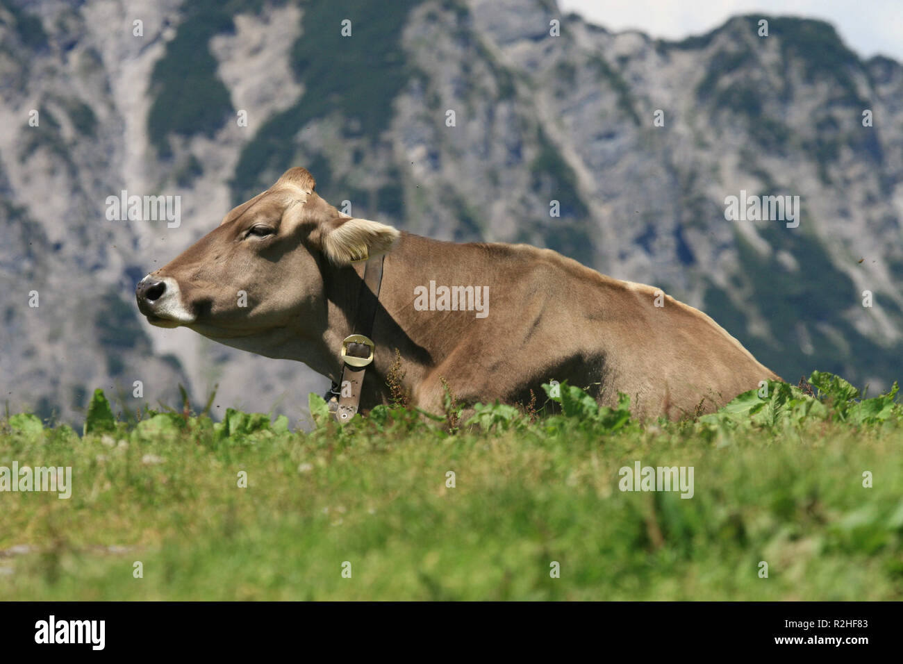 take a rest Stock Photo - Alamy