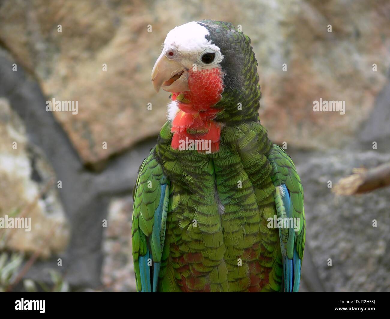 Cuban parrots hi-res stock photography and images - Alamy