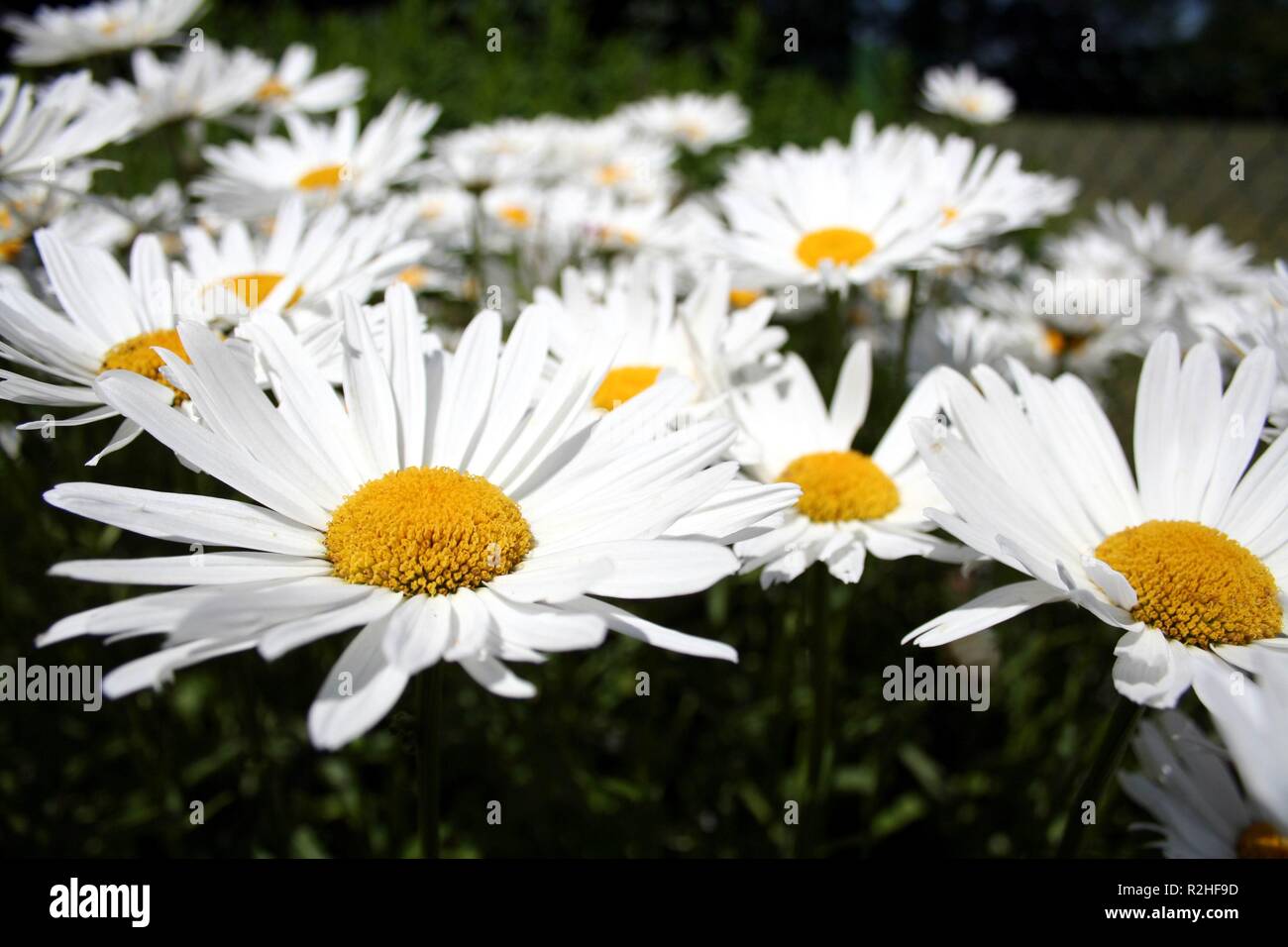 margarites in the wind Stock Photo - Alamy