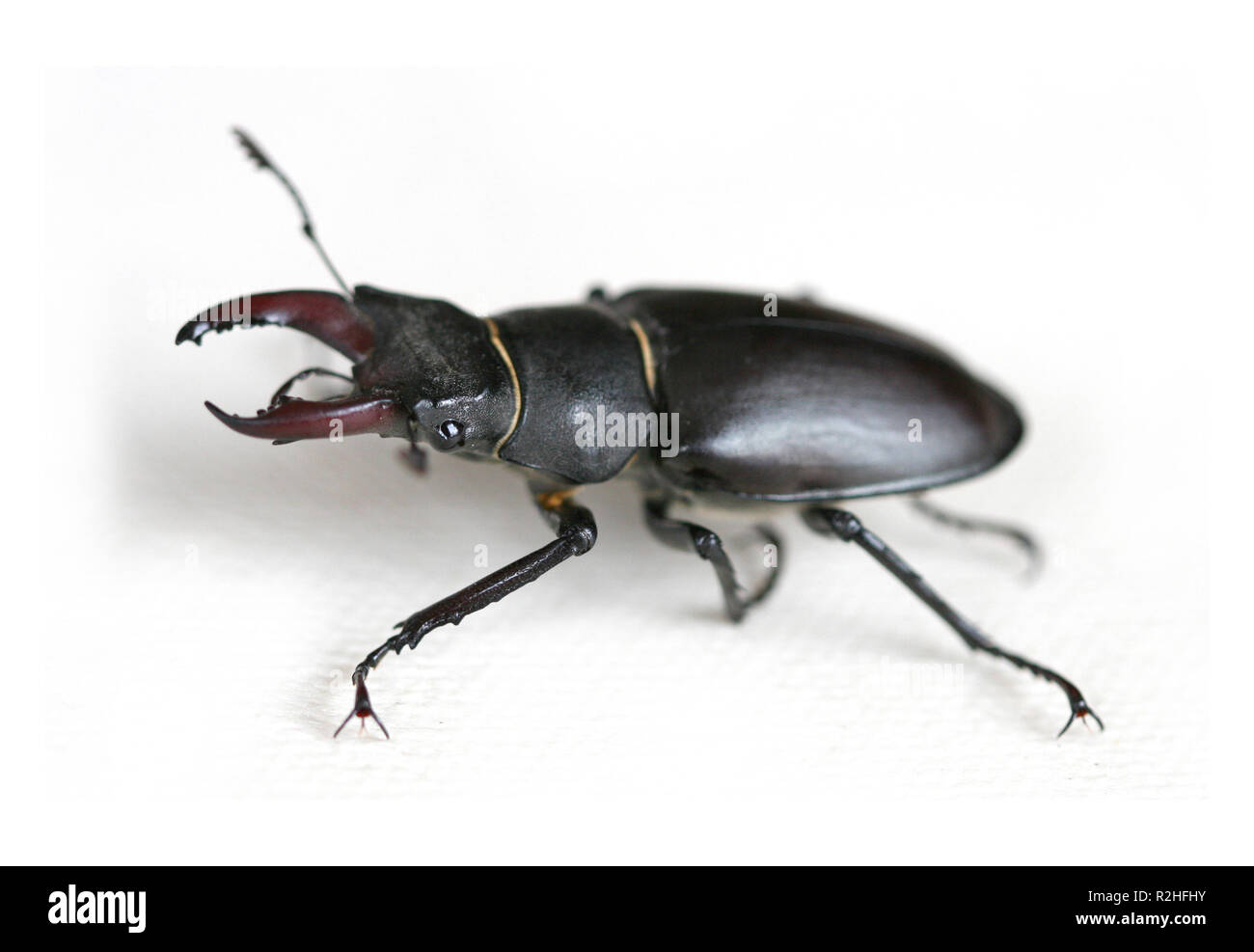 Rare beetle hi-res stock photography and images - Alamy