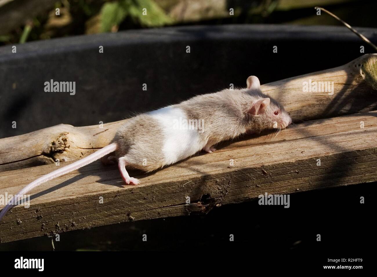 franz makes a trip Stock Photo - Alamy