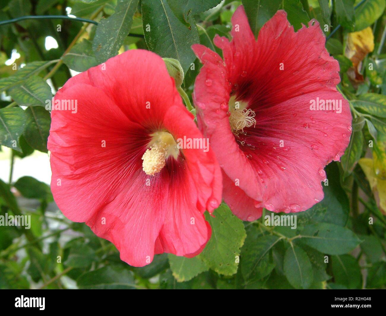 Bauernrose hi-res stock photography and images - Alamy