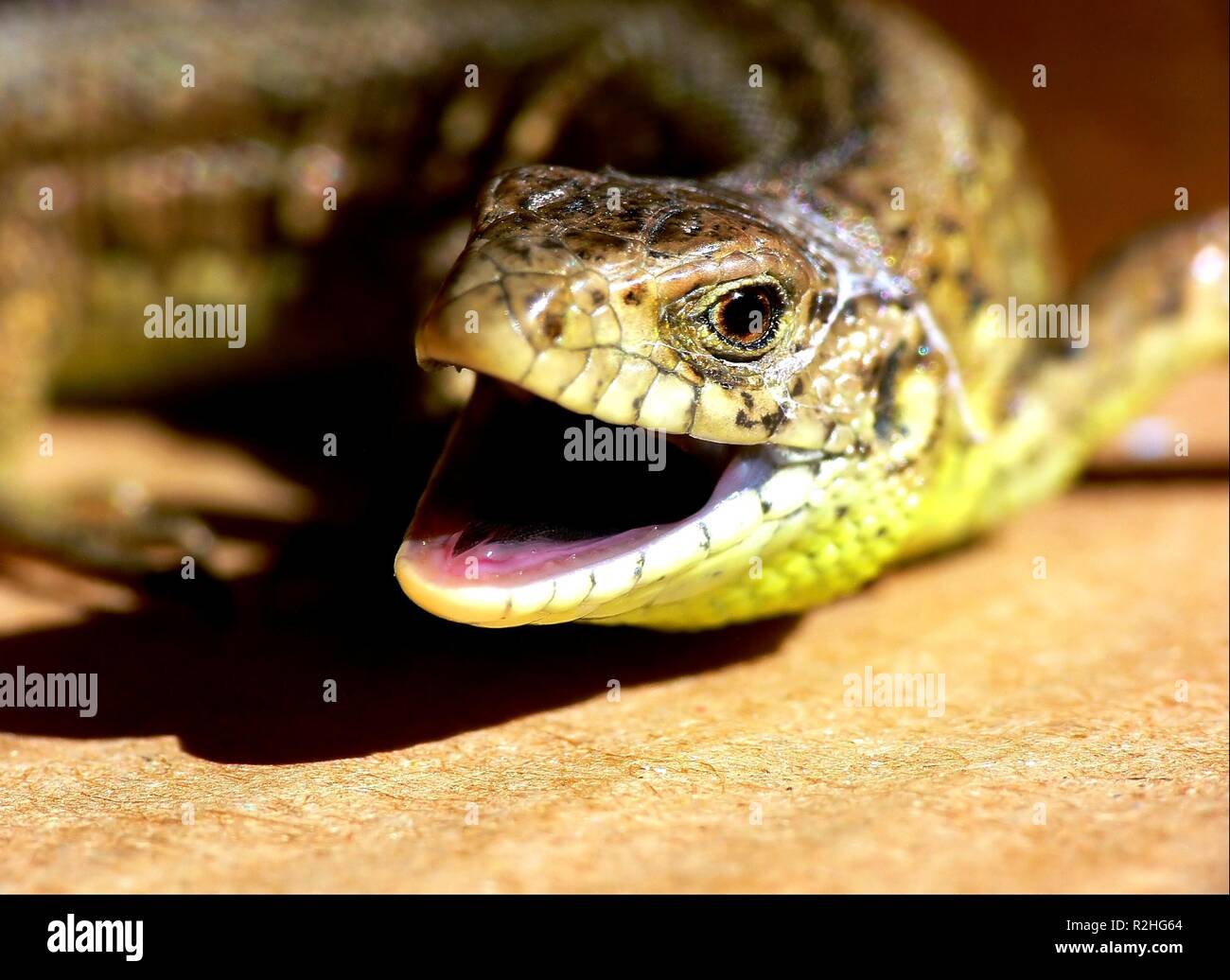 Koopf hi-res stock photography and images - Alamy