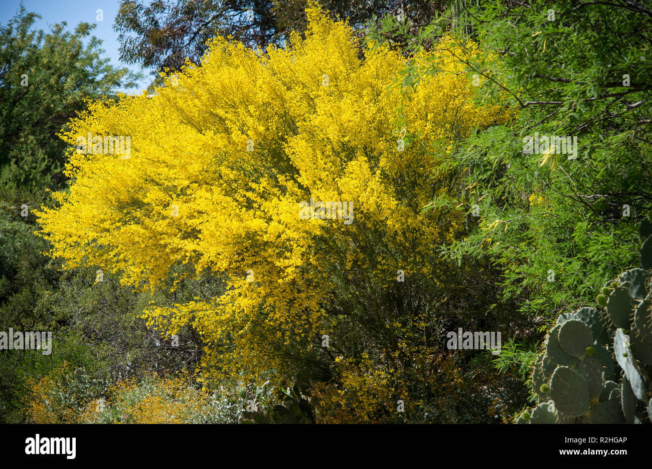 Spring in the desert, Phoenix, Arizona Stock Photo - Alamy