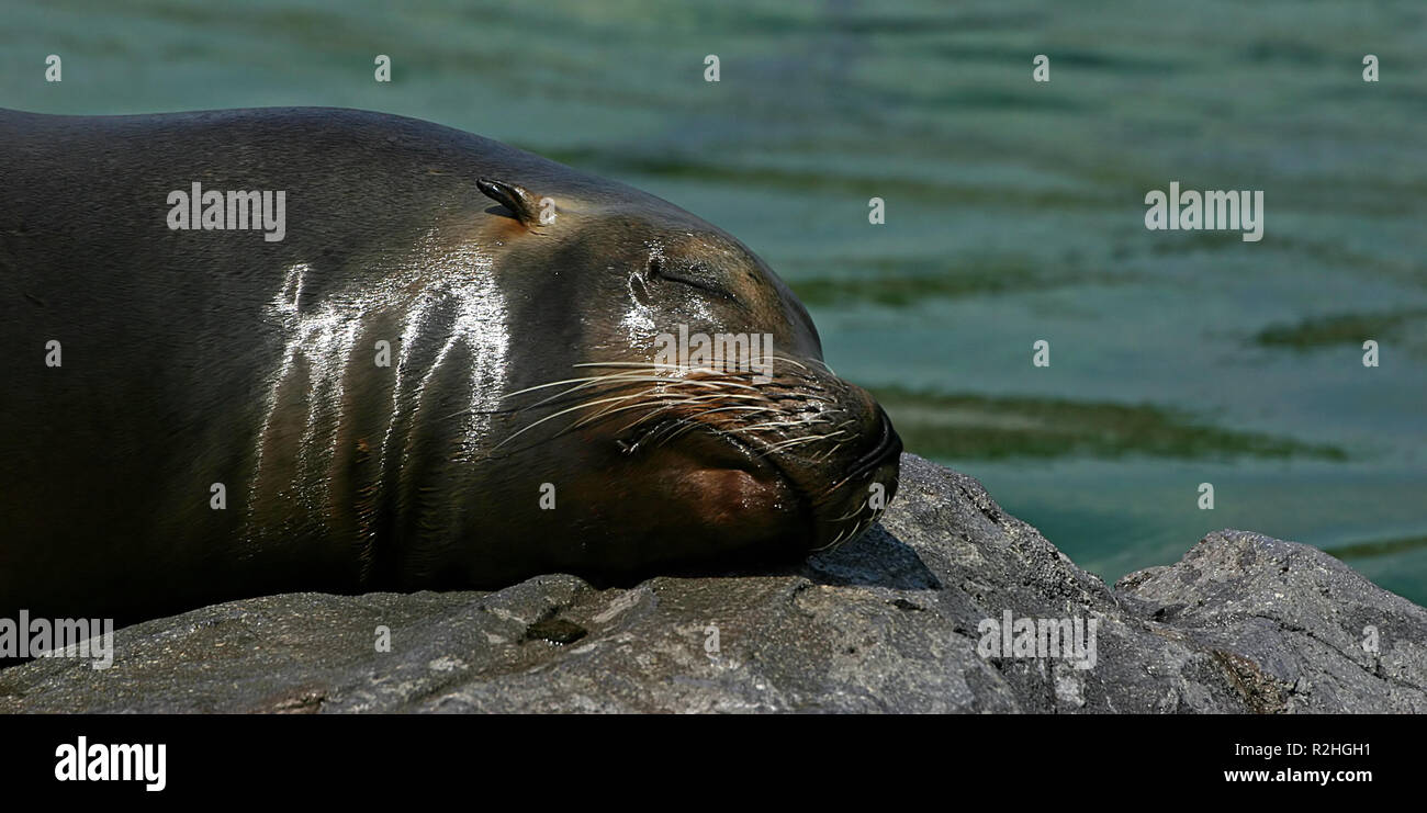 Inert body hi-res stock photography and images - Alamy