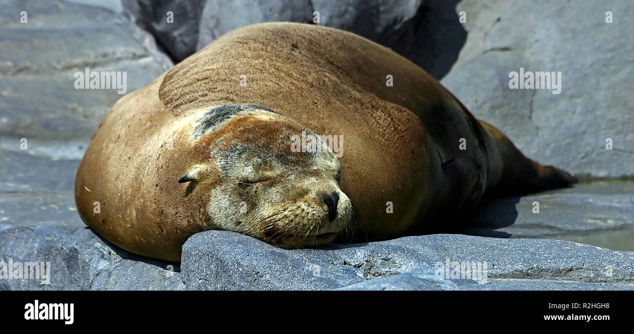 Inert body hi-res stock photography and images - Alamy